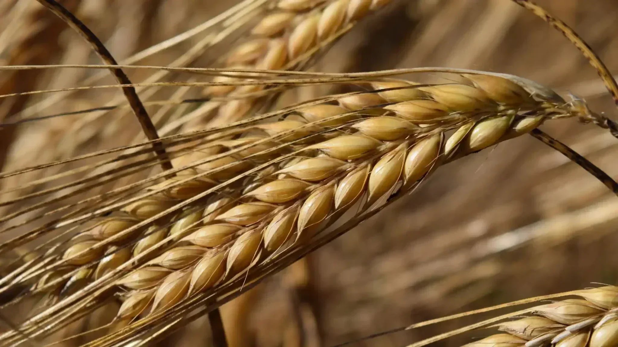 Is Barley a Millet? Discover the Key Differences and Benefits - Yummy ...